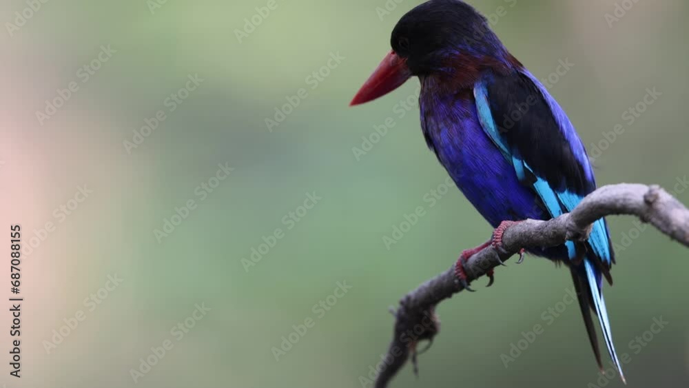 kingfisher, environment, colorful, color, branch, beak, background ...