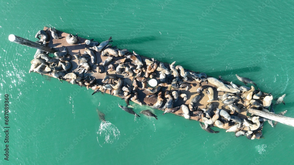 Marine Life At Morro Bay In California United States. Wildlife Scenery ...