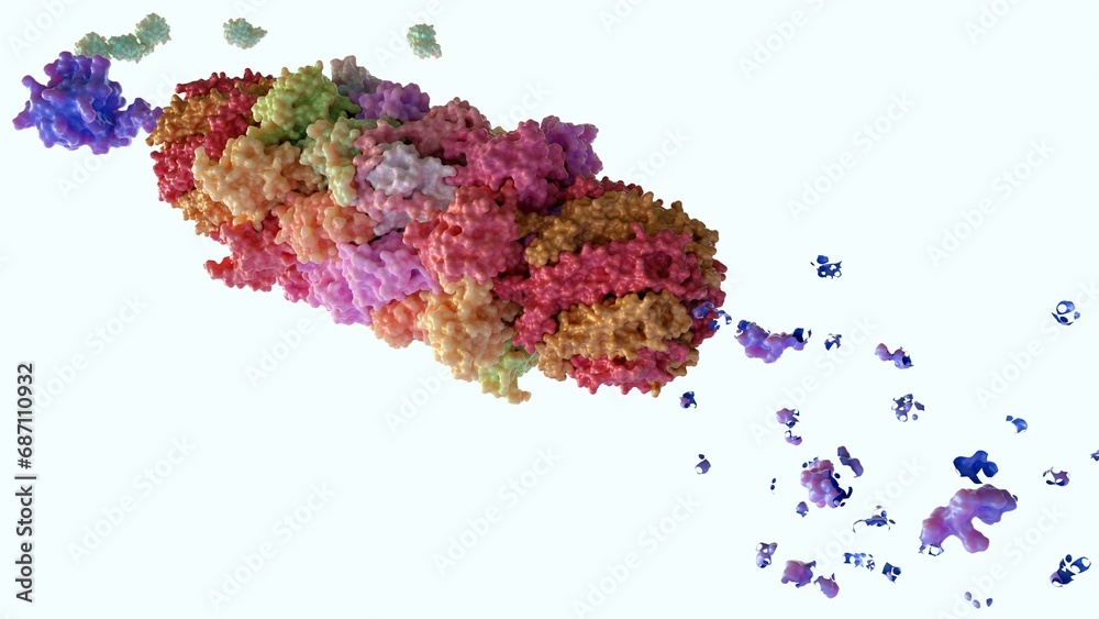 Proteasomes are molecular machines for breaking down proteins called ...