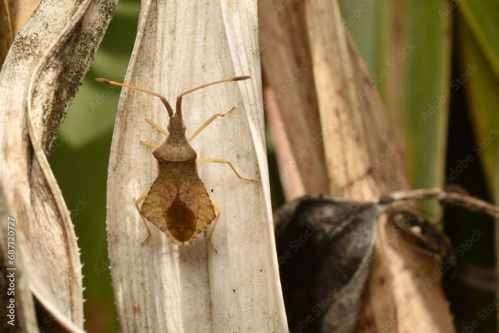 Syromastus rhombeus, a species of European bugs of the Coreidae family ...