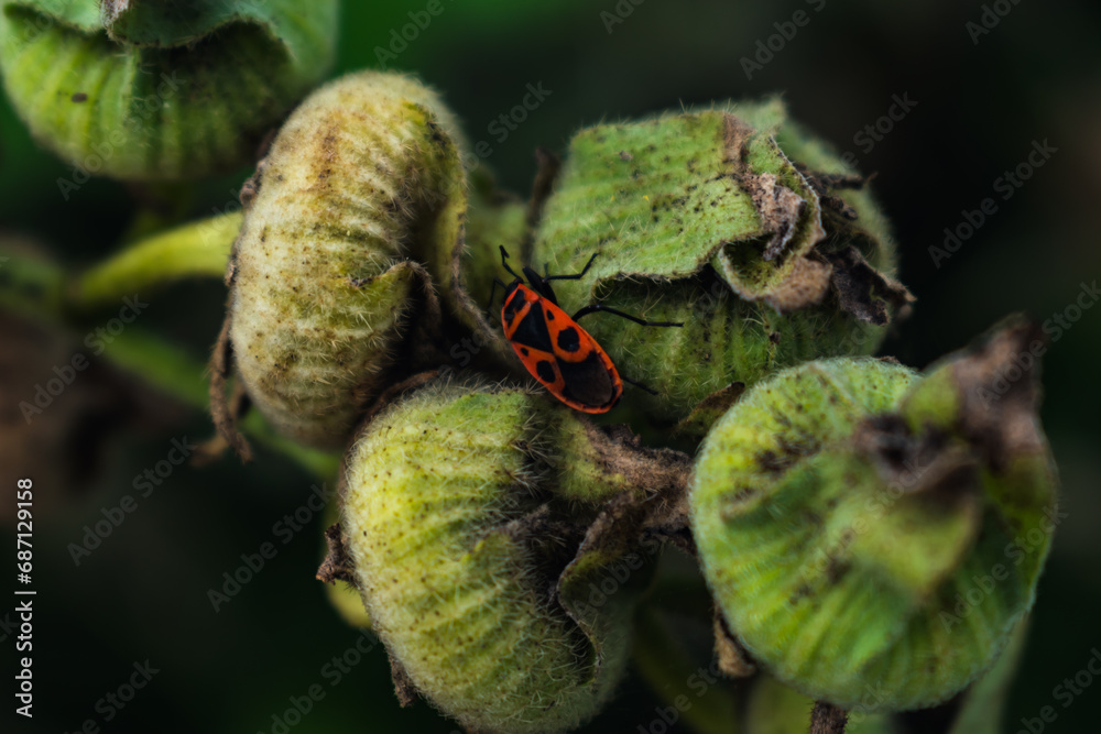 The firebug is a red insect with black spots, in gardens, they help ...