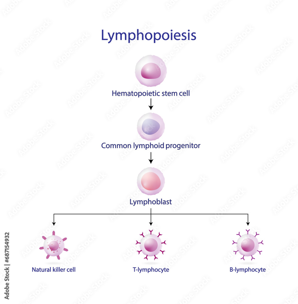Lymphopoiesis. hematopoietic stem cell, common lymphoid progenitor ...