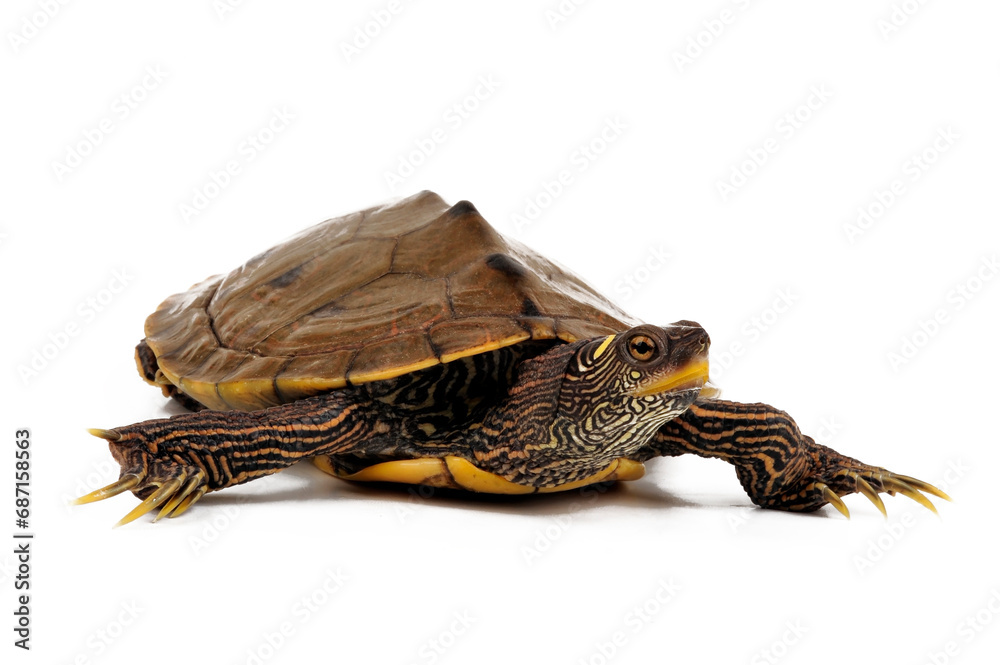 Sabine-Höckerschildkröte // Sabine Map Turtle (Graptemys sabinensis ...