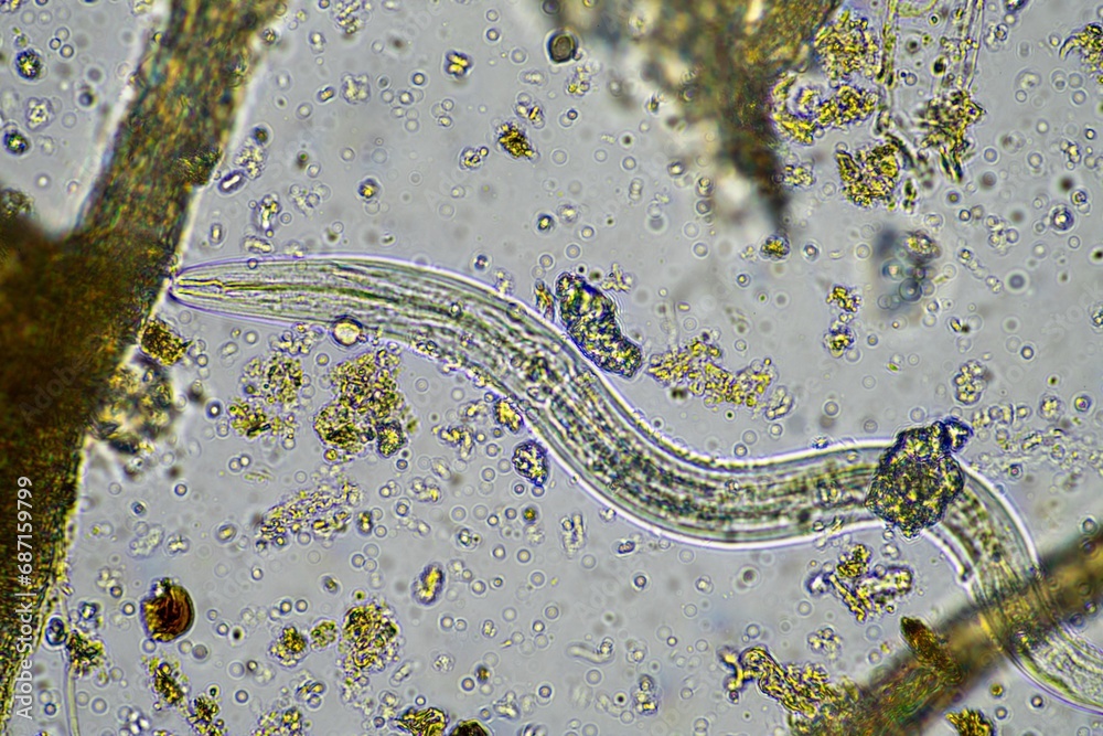 microorganisms and soil biology, with nematodes and fungi under the ...