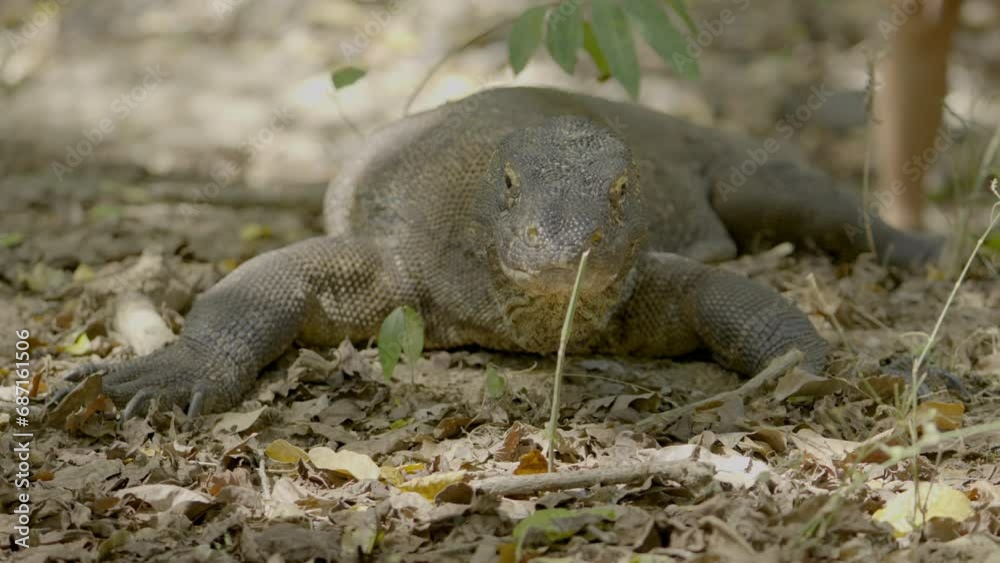 Poisonous Monitor Lizard On Island With Dry Leaves On Land - Komodo ...