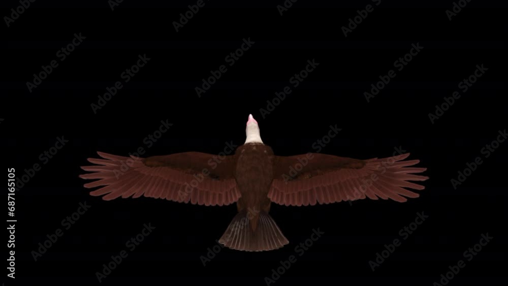 African Vulture Bird - Flying Griffon Raptor - Back Top View CU ...
