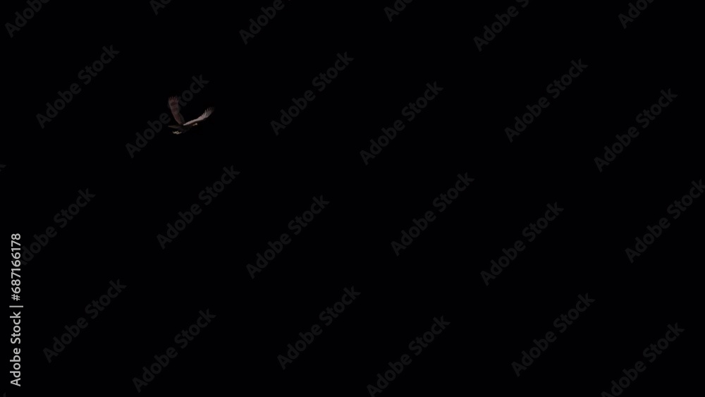 American Vulture Bird - Yellow Headed Griffon Raptor - Flying Around ...