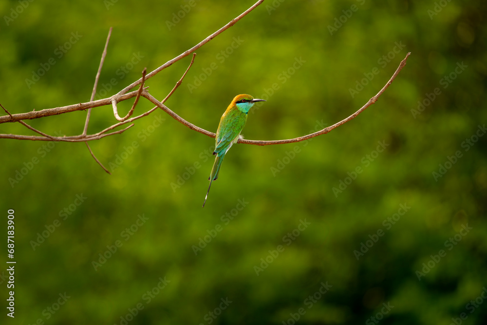 The blue-tailed bee-eater (Merops philippinus) is a near passerine bird in the bee-eater family ...