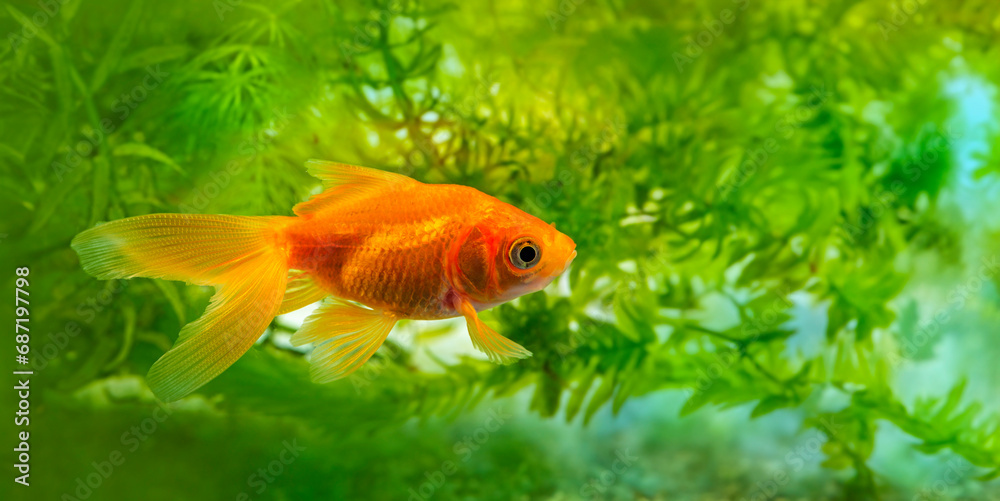 Carassius auratus auratus - gold fish - aquarium fish Stock Photo ...