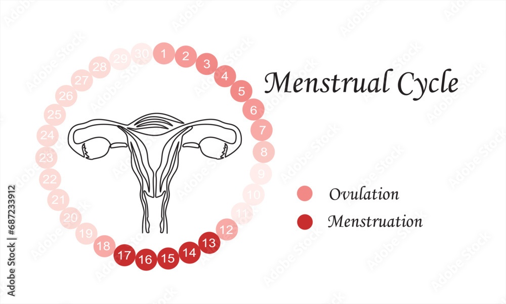 Menstrual cycle. Female calendar planner design.Continuous One line of ...