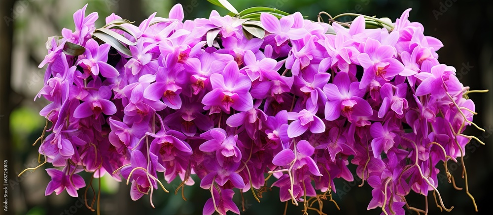 Singapore Botanical Celebrity Garden offers the exotic Dendrobium ...
