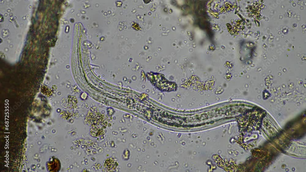 Soil under the microscopy, looking at sand, silt and clay and soil ...