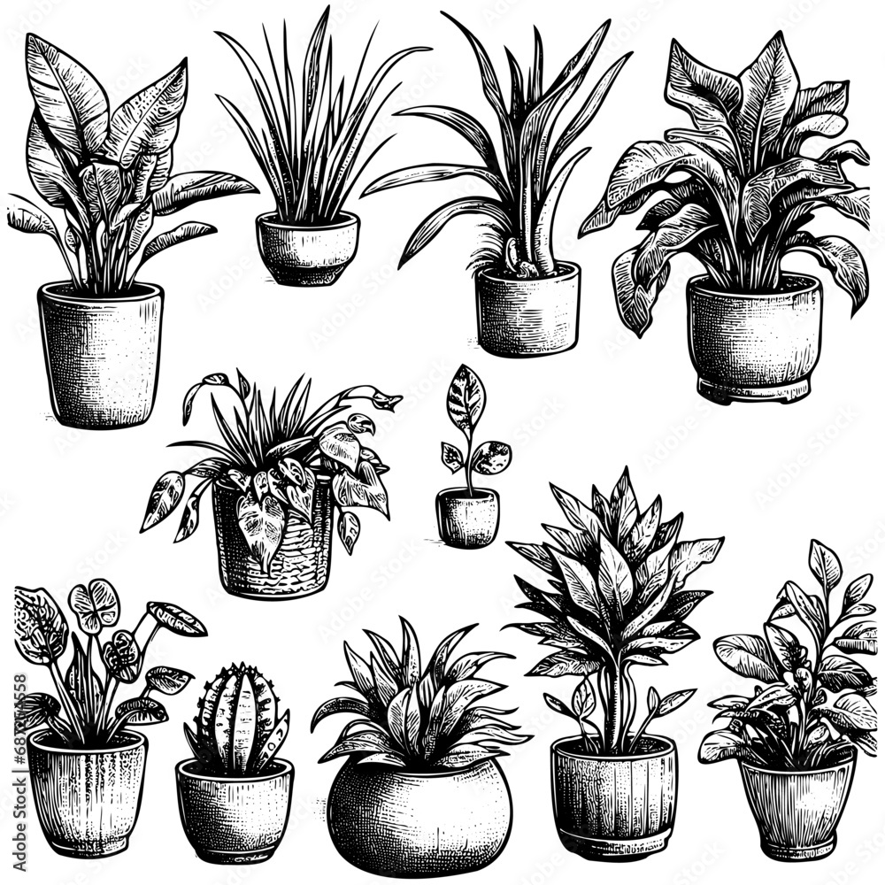 Set of Houseplants outline drawings. Indoor exotic flowers in pots line ...