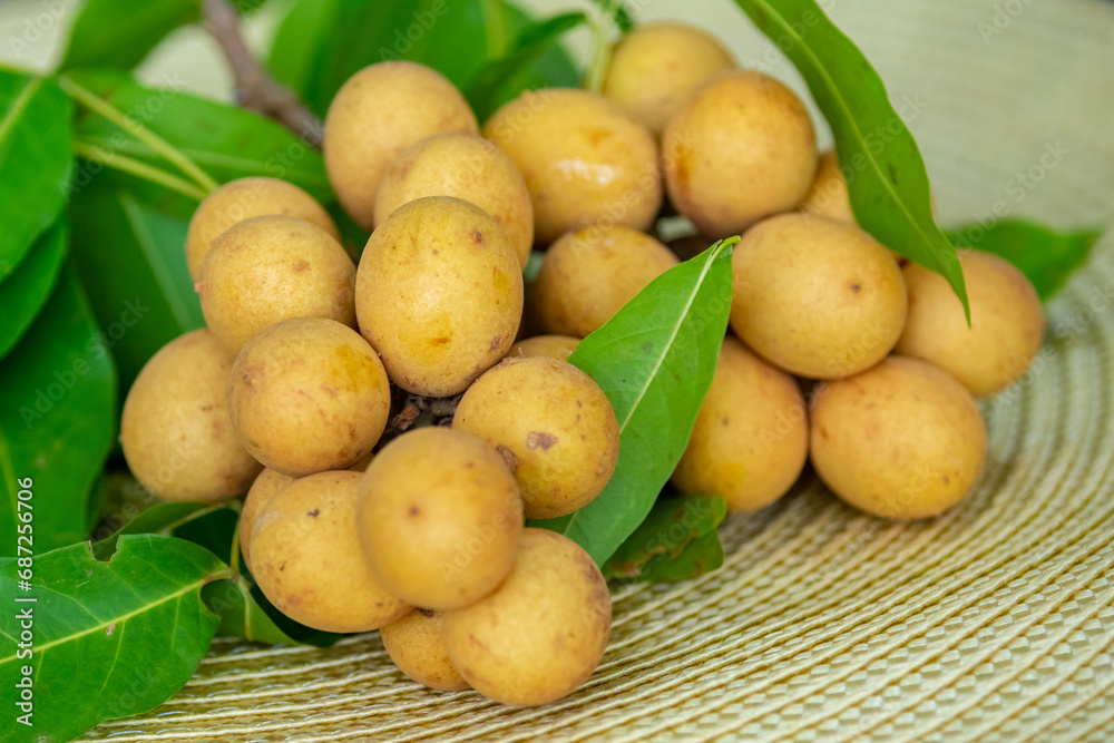 Ripe Pitomba fruits (talisia esculenta), an exotic fruit from the ...