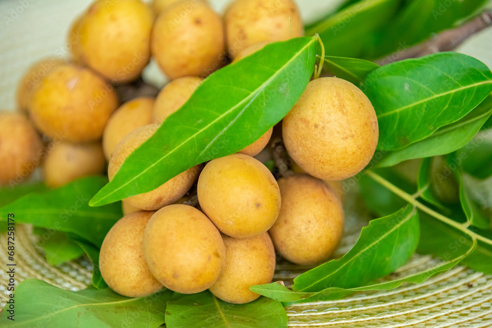 Ripe Pitomba fruits (talisia esculenta), an exotic fruit from the ...