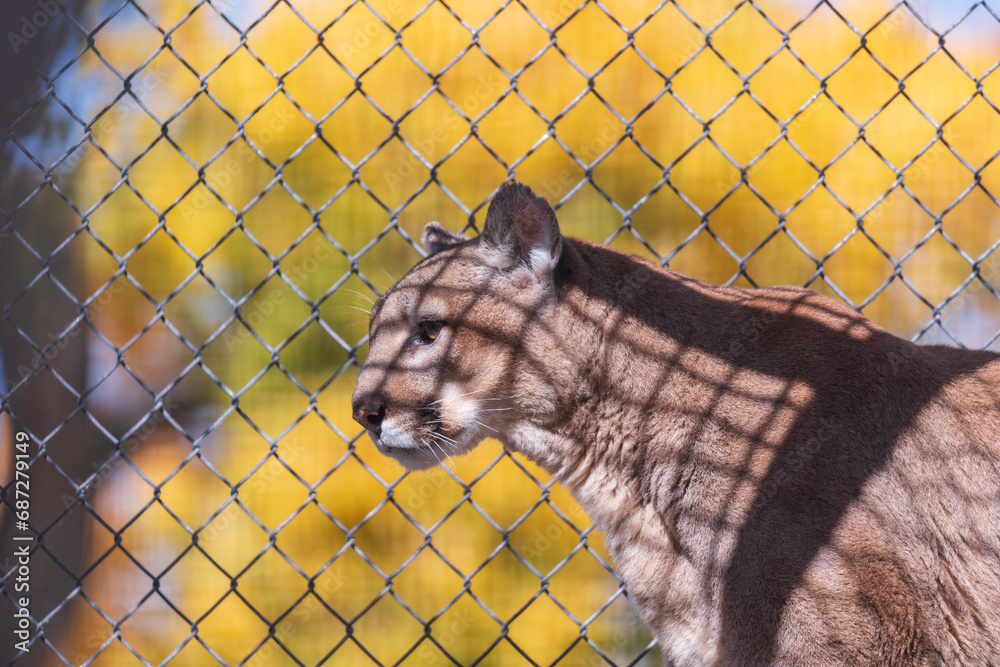 A captive mountain lion stares out past the chain link fence of its zoo ...