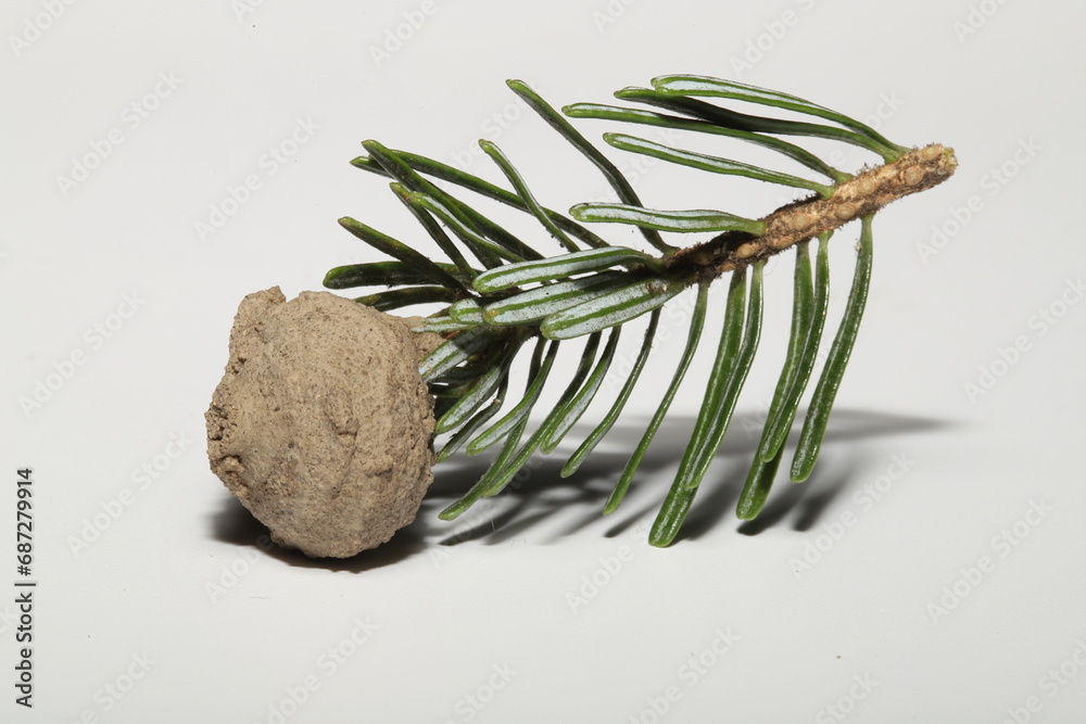 A mud nest of a potter wasp (Eumenine) attached to the end of a fraser ...