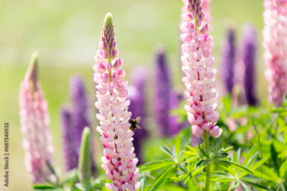 Close up a bumble bee on a lupine in Lake tekapo one of New Zealand's ...