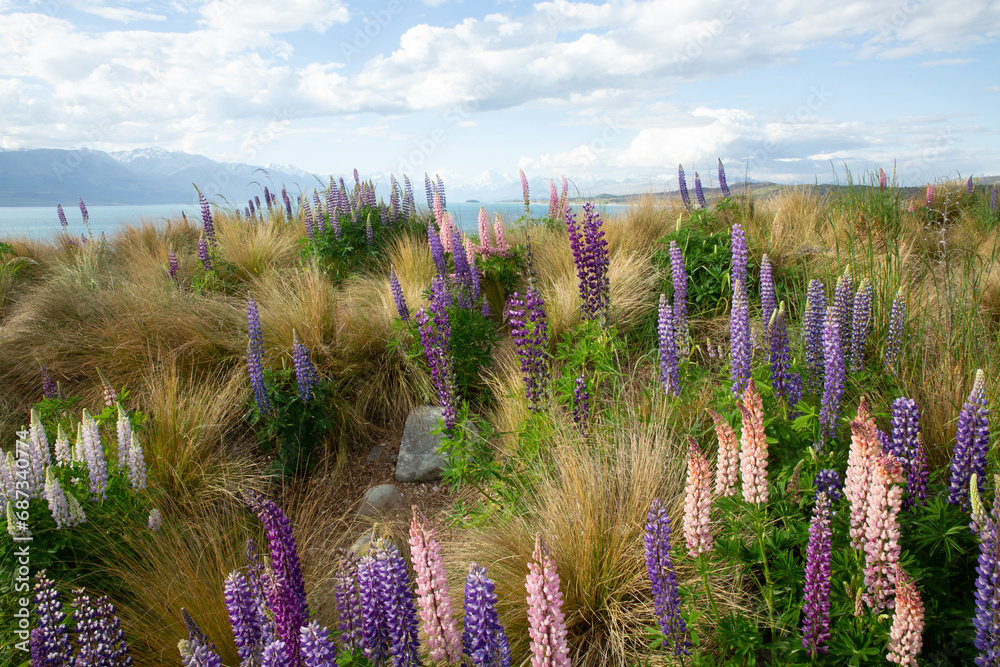 Collection of native grasses and Lupine invasive weeds central south ...