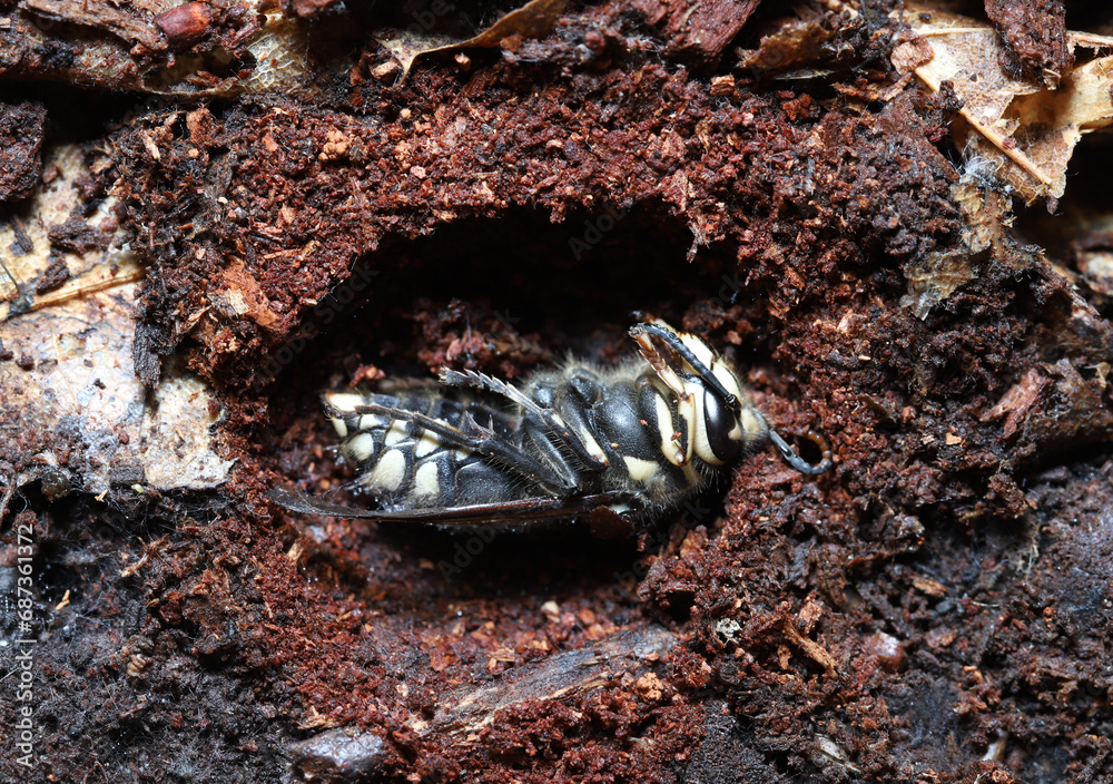 Close up of a lone queen bald-faced hornet (Dolichovespula maculata ...