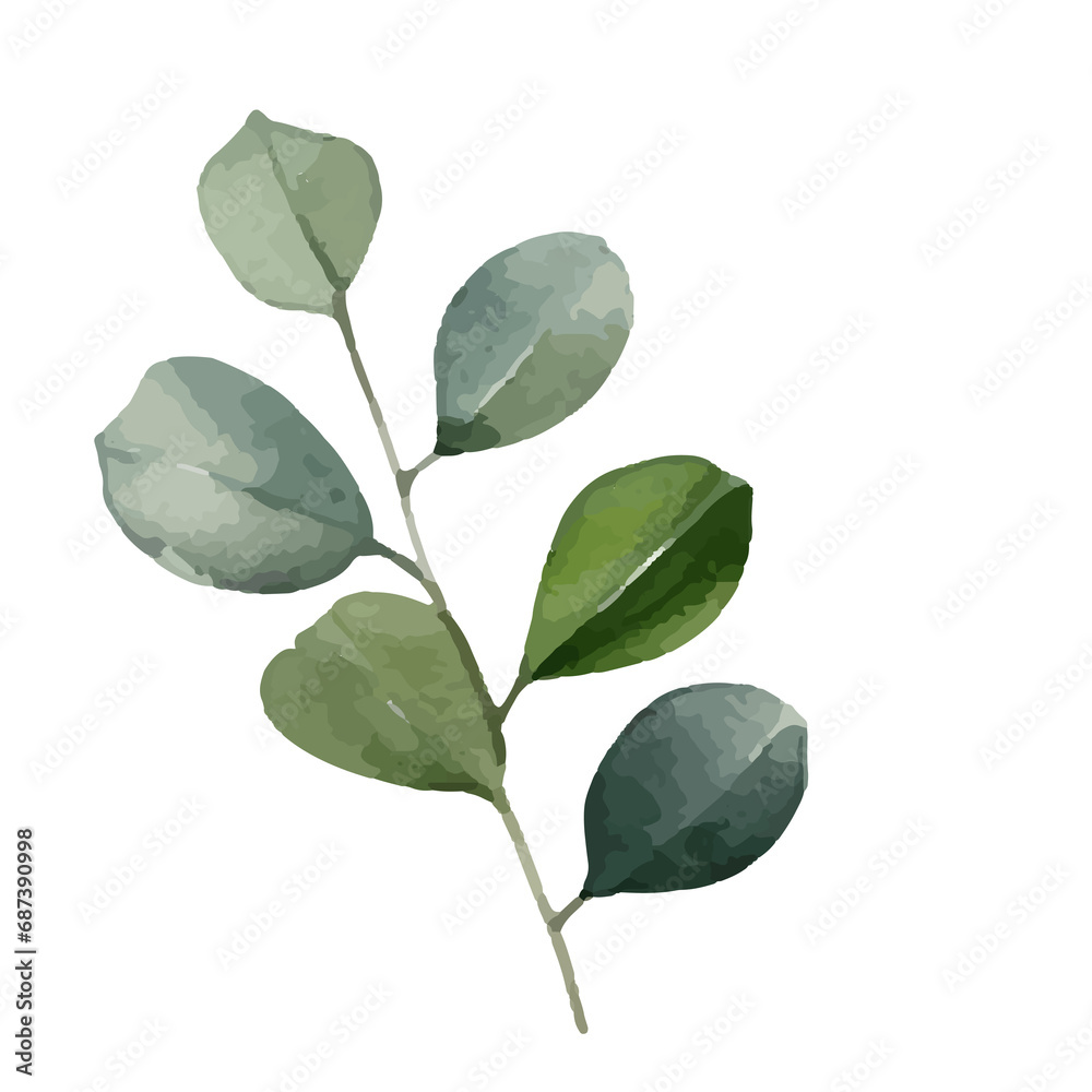 Watercolor Eucalyptus clipart, Eucalyptus leaves, Eucalyptus branches ...