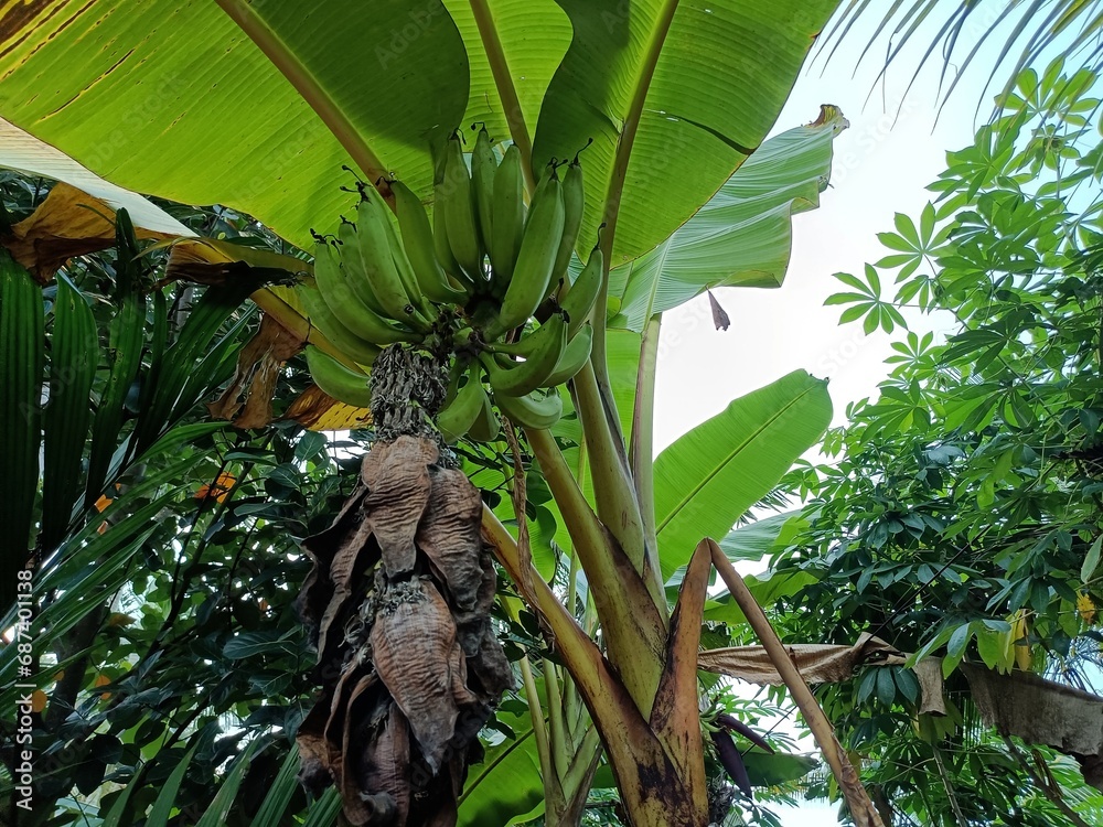 Banana, fruit of the genus Musa, one of the most important fruit crops ...
