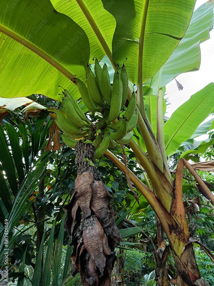 Banana, fruit of the genus Musa, one of the most important fruit crops ...
