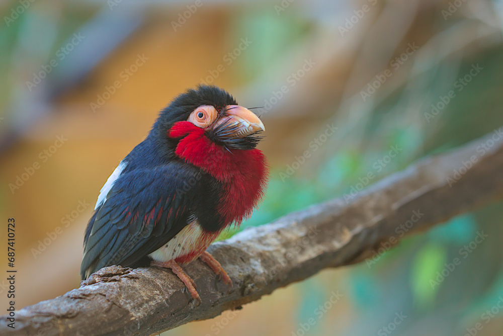 Bearded Barbet - African Barbet sitting on a branch. Barbets are near ...