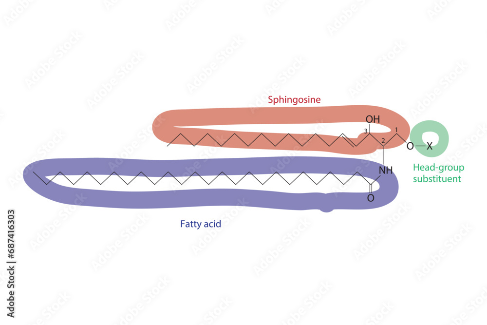 Diagram showing schematic molecular structure of Sphingolipid ...