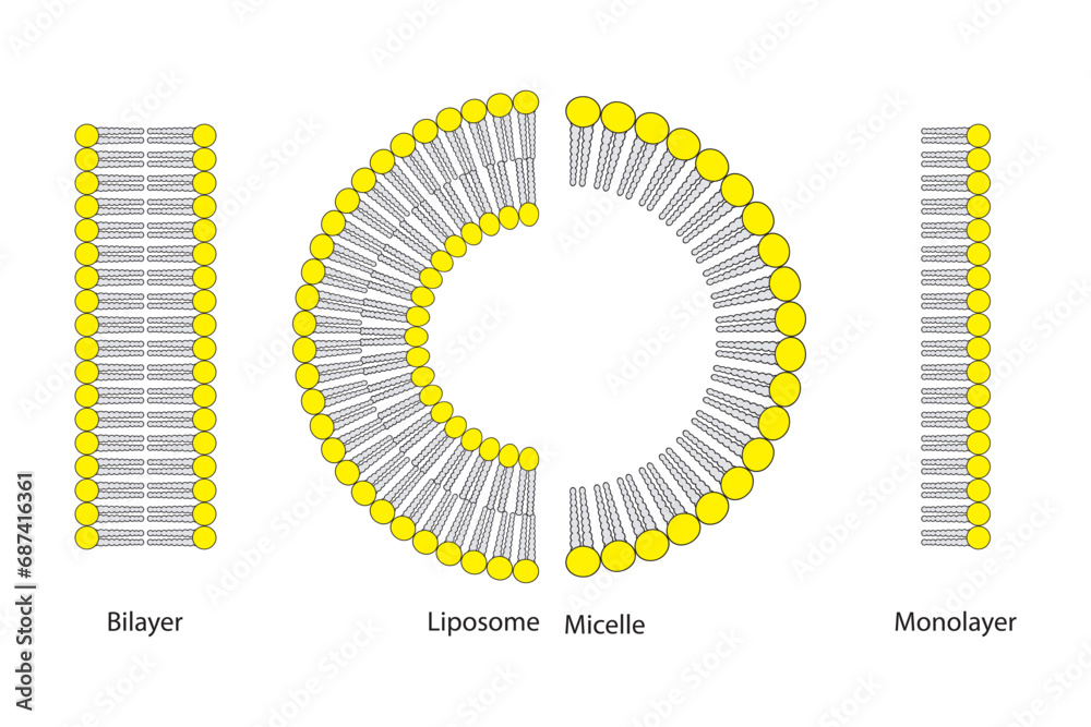Diagram showing phospholipid structures - Liposome, micelle, monolayer and bilayer - non polar ...