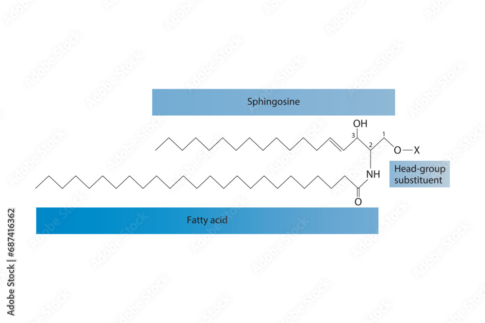Diagram showing schematic molecular structure of Sphingolipid ...