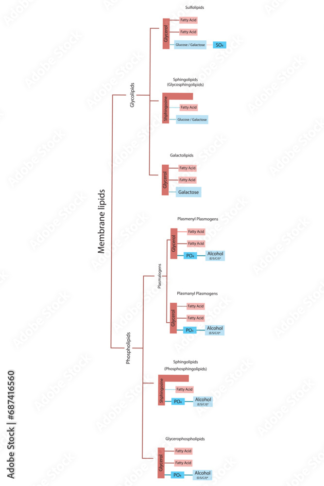 Diagram showing classification of lipids - storage lipids, membrane ...