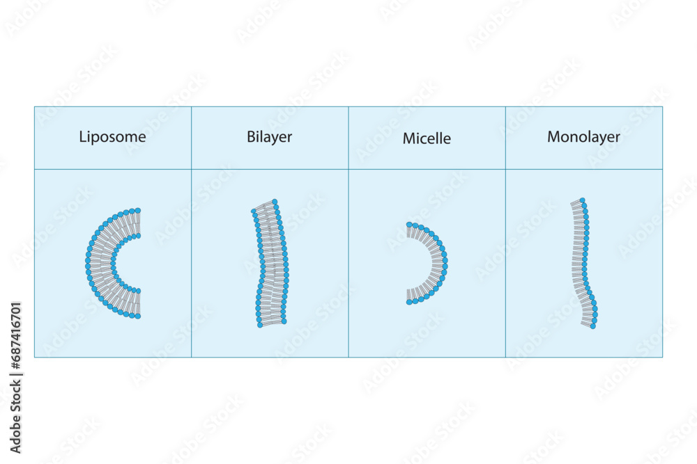 Diagram showing phospholipid structures - Liposome, micelle, monolayer ...