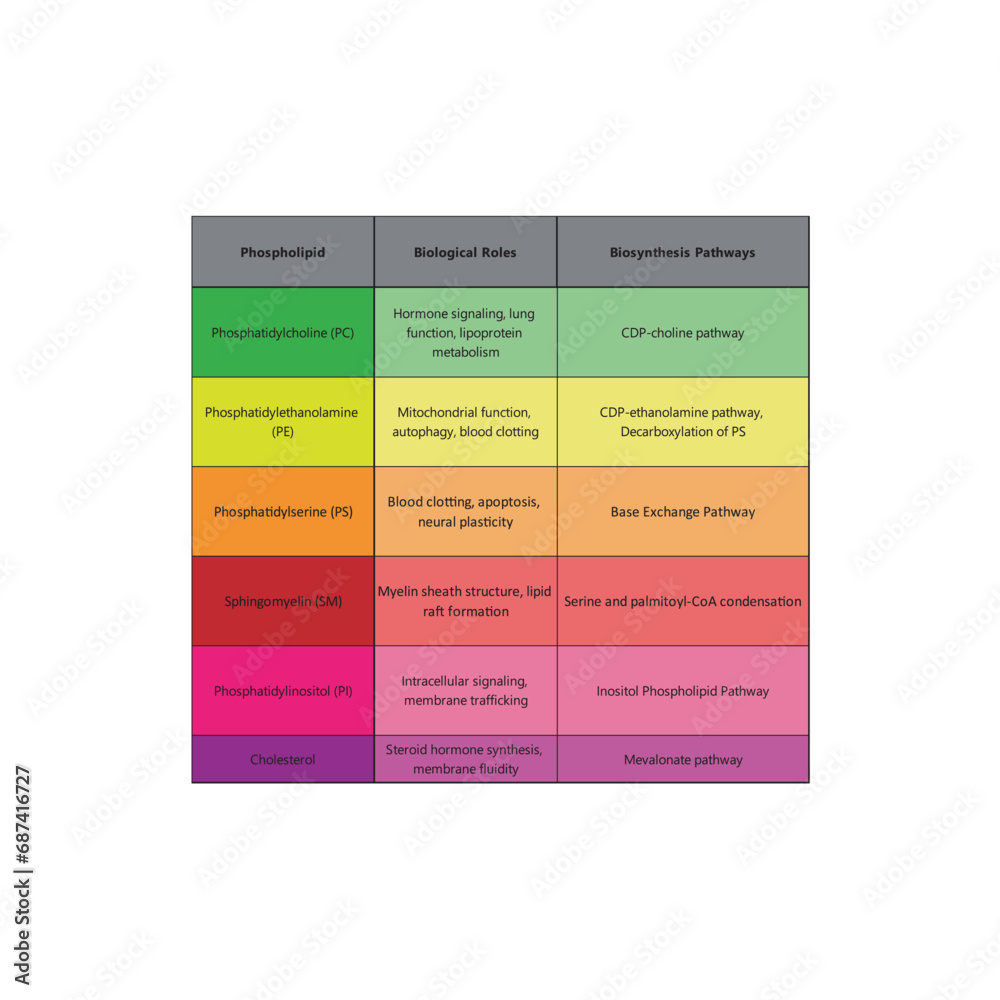 Table showing Phospholipids types, biological roles and biosynthesis ...