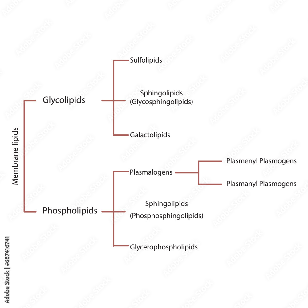 Diagram showing classification of lipids - storage lipids, membrane ...