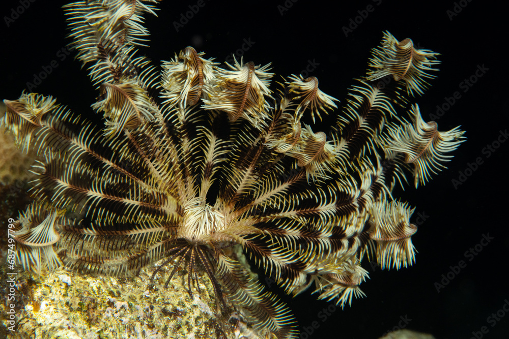 Bright feather star (Crinoids) feeding on the edge of the stone ...