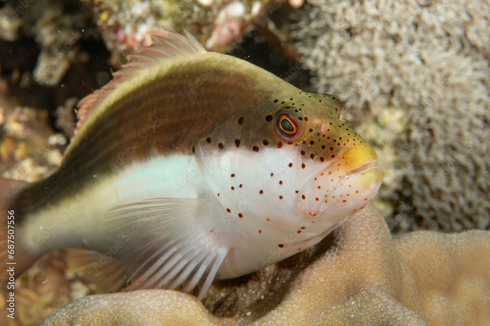 Adult Freckled hawkfish/black-side hawkfish (Paracirrhites forsteri) in ...