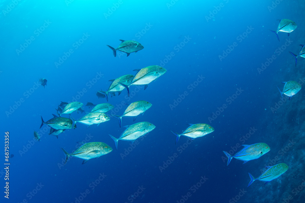 A shoal of the bluefin trevally / bluefin jack / bluefin kingfish ...
