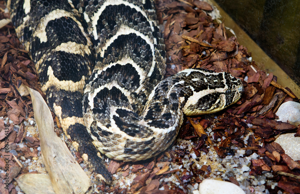 Puff Adder snake. This is one of the most common snakes on the African ...