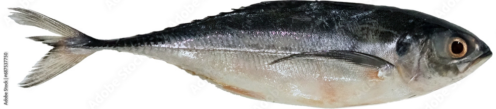 Fish on transparent background , Torpedo scad, Hardtail scad, Finny ...