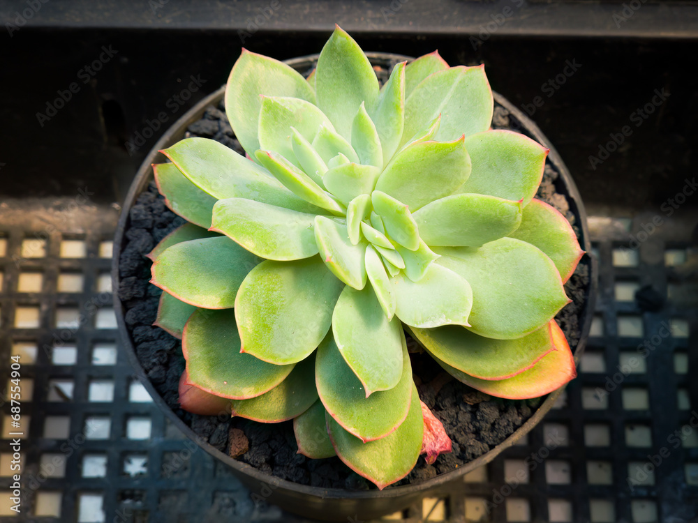 Ornamental plant succulent Cactus ,Echeveria elegans ,Rose Cabbage ...