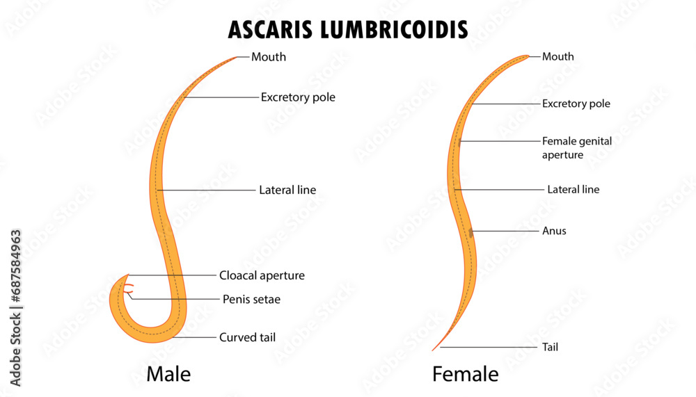 Ascari Lumbricoidis, worm parts male and female diagram Stock Vector ...