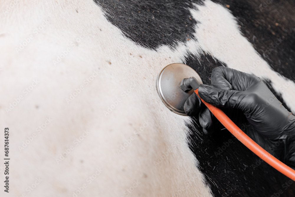 Woman Veterinarian doctor control health of cow with phonendoscope ...