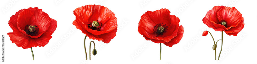 Corn Poppy flower clipart collection, vector, icons isolated on ...