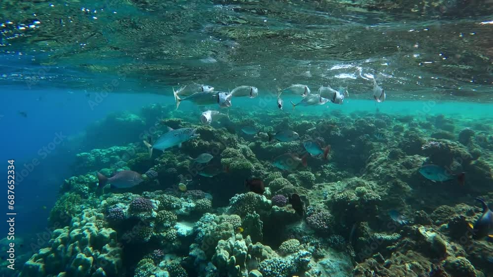 Shoal of mackerel swimming with open mouths, filtering for zooplankton ...