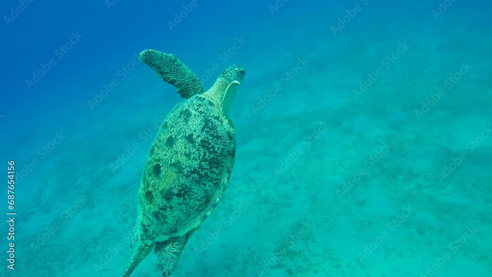 Sea Turtle slowly swims upward and squinting, scratches its head with ...