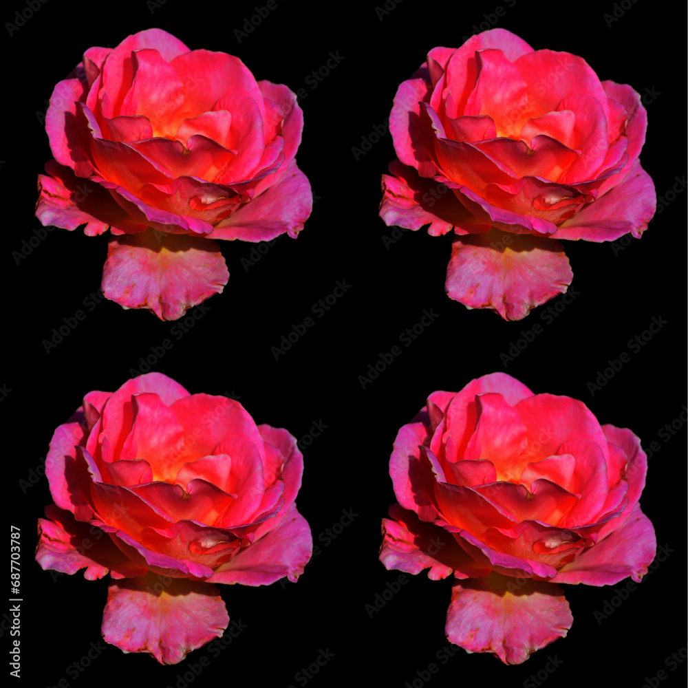 A rose is a woody perennial flowering plant of the genus Rosa, in the ...