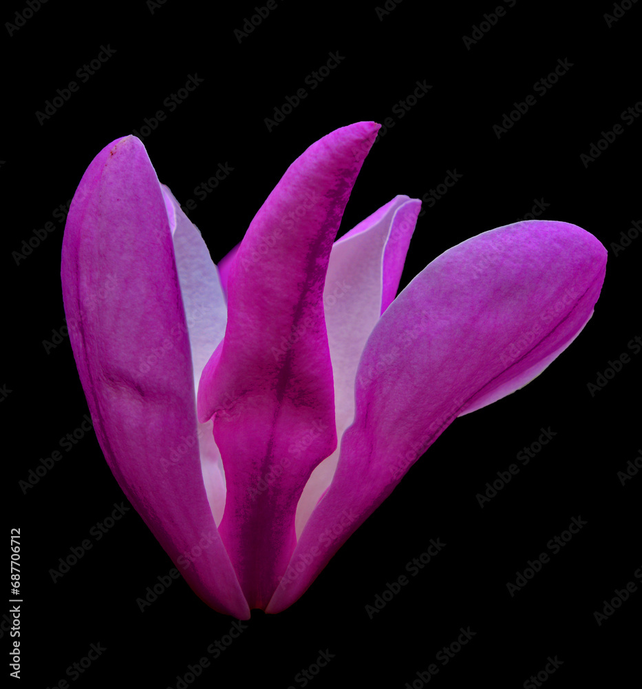 Magnolia tree flower is a large genus of about 210 flowering plant ...