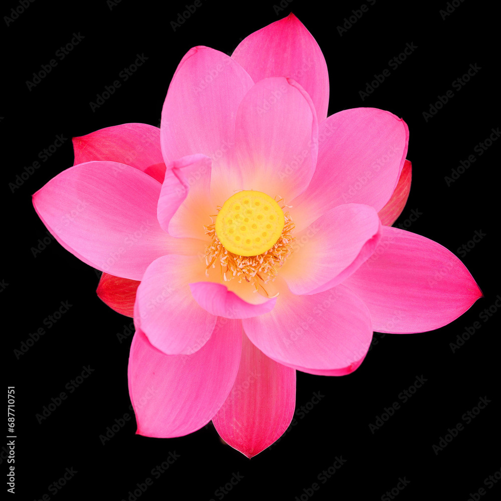 Lotus flower Nelumbo nucifera, known by a number of names including ...