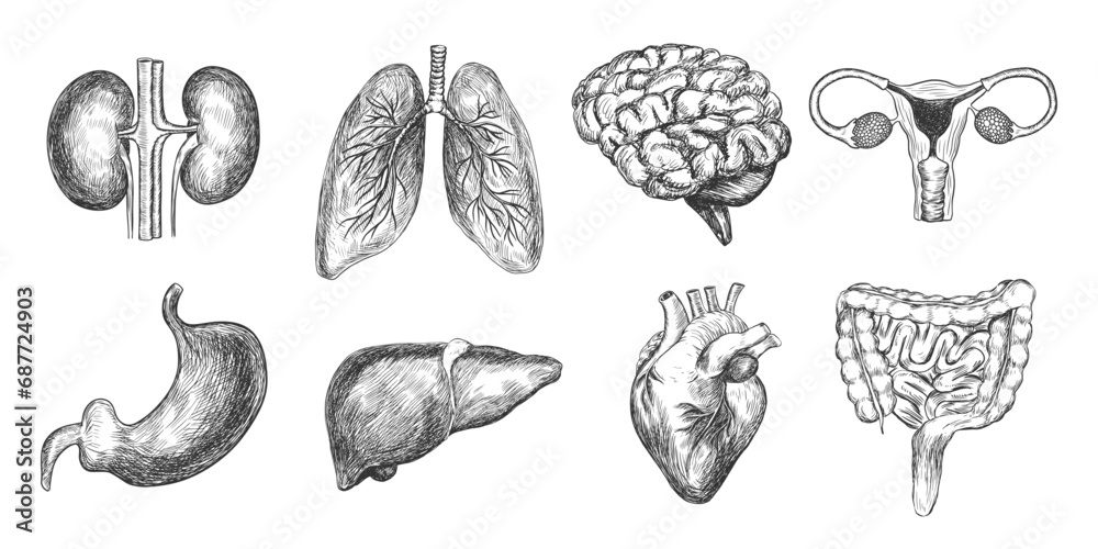 Set of human internal organs. Sketch style brain, heart, lungs, stomach ...
